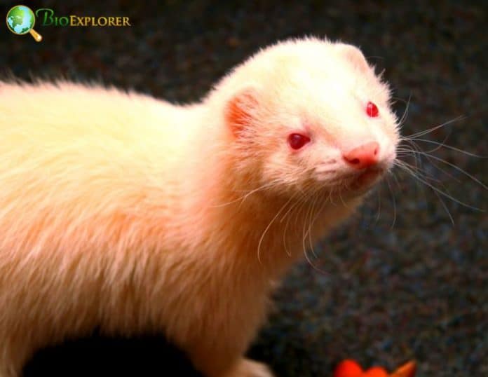 Albino Ferrets | White Albino Ferrets | Facts & Characteristics