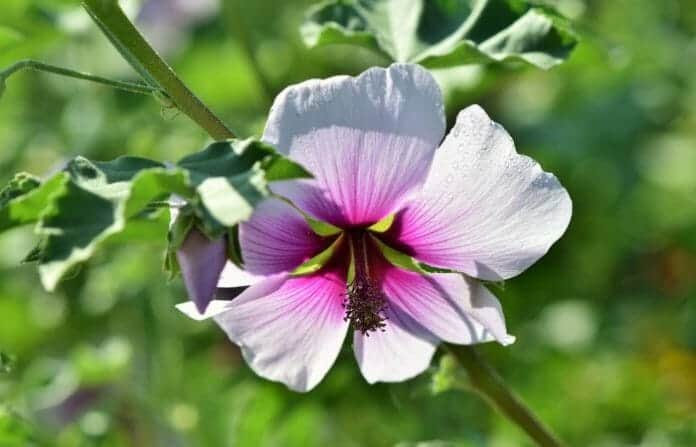 Mallow Flower | Common Mallow | Okra | Cotton | BioExplorer.net