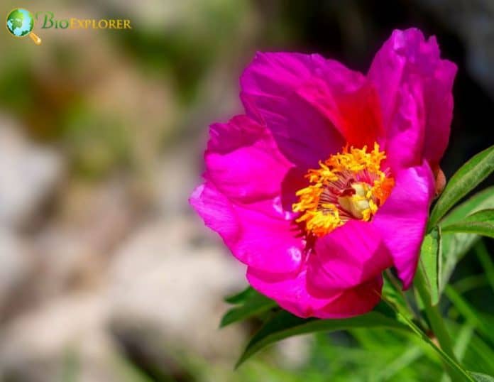 Common Peony Flower | Paeonia Officinalis | Wildflower | BioExplorer