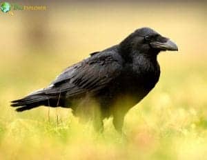 43 Types of Crows | All Corvus Species | Corvidae Family Birds