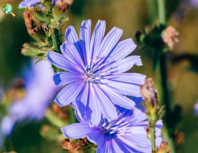 Succory | Common Chicory Flower | Cichorium intybus | Radicchio