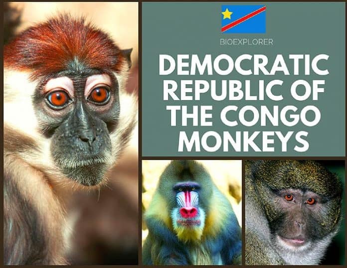 Democratic Republic of the Congo Monkeys | BioExplorer.Net