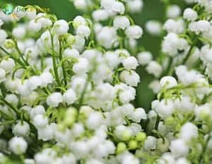 Convallaria majalis | Lily of the valley | BioExplorer.net