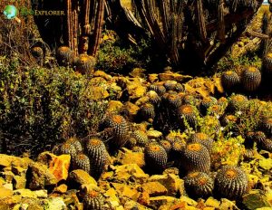 Copao Flower | Eulychnia Iquiquensis | Desert Flower | BioExplorer