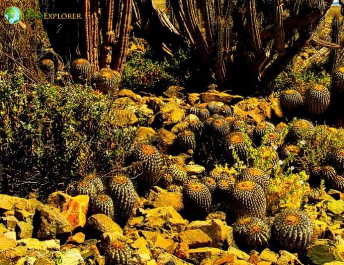 Copao Flower | Eulychnia Iquiquensis | Desert Flower | BioExplorer