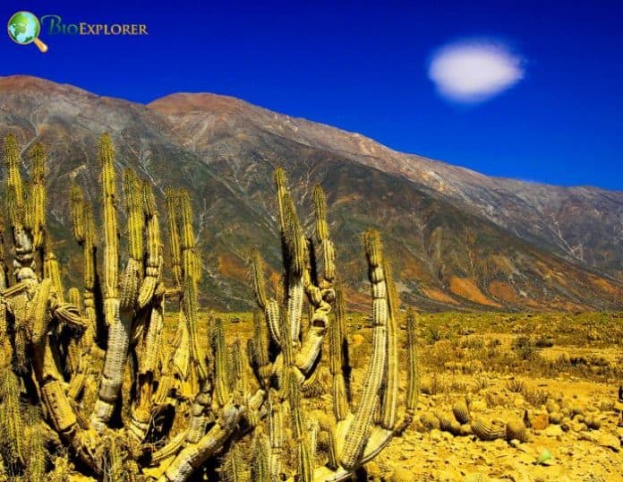 Copao Flower | Eulychnia Iquiquensis | Desert Flower | BioExplorer