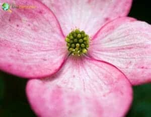 Order Cornales Characteristics | Dogwood Flowers | Example Species