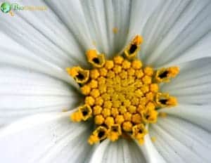 October Birth Flowers | Marigold and Cosmos Flower | Meaning & Symbolism