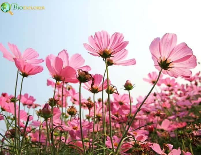 October Birth Flowers | Marigold and Cosmos Flower | Meaning & Symbolism