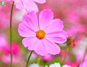 October Birth Flowers | Marigold and Cosmos Flower | Meaning & Symbolism