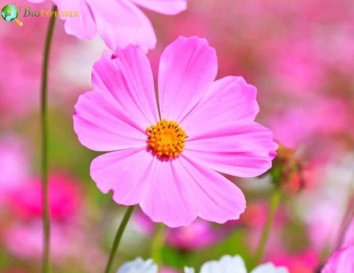 October Birth Flowers | Marigold and Cosmos Flower | Meaning & Symbolism