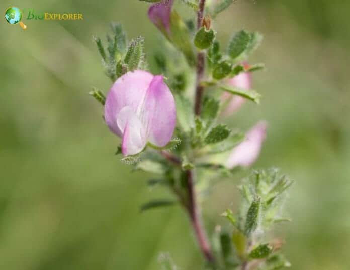 Restharrow Flower | Ononis repens | Zygomorphic Flowers | BioExplorer.net