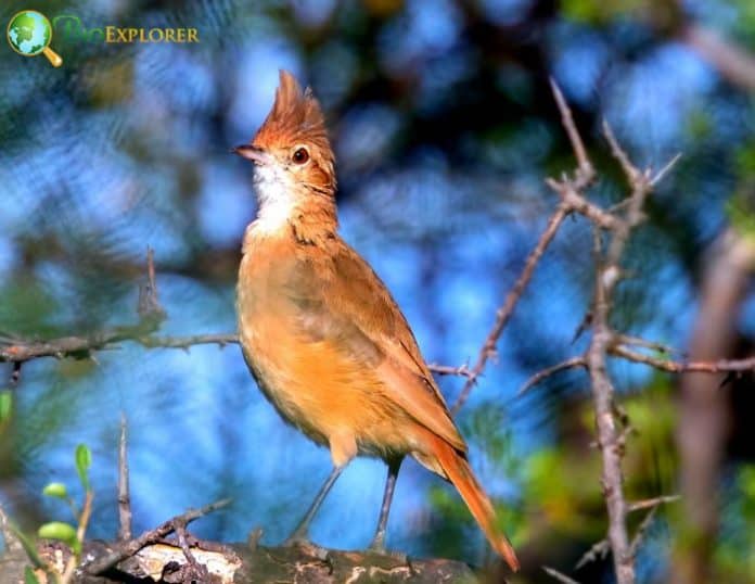 Rufous Hornero | Furnarius rufus | Ovenbird of South America
