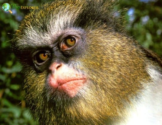 Crested mona monkey Characteristics | Cercopithecus pogonias Diet ...