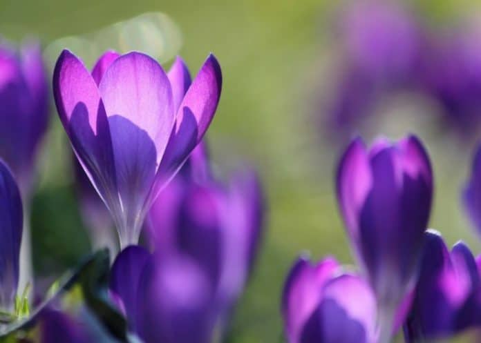 Crocus Flower | Crocuses | Croci | BioExplorer.net
