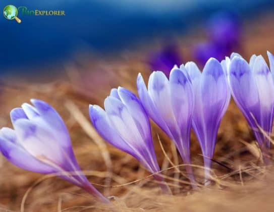 Crocus Flower | Crocuses | Croci | BioExplorer.net