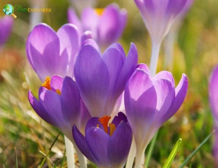 Crocus Flower | Crocuses | Croci | BioExplorer.net