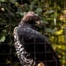 Crowned Eagle | Stephanoaetus Coronatus | BioExplorer