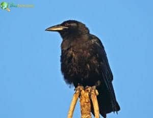 43 Types of Crows | All Corvus Species | Corvidae Family Birds