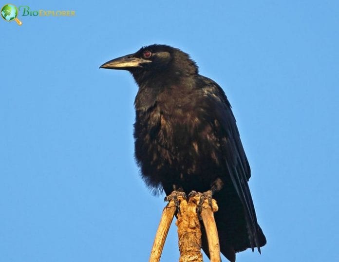 43 Types of Crows | All Corvus Species | Corvidae Family Birds