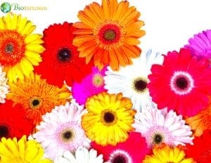 April Birth Flowers | Daisies and Sweet Peas | Meaning & Symbolism