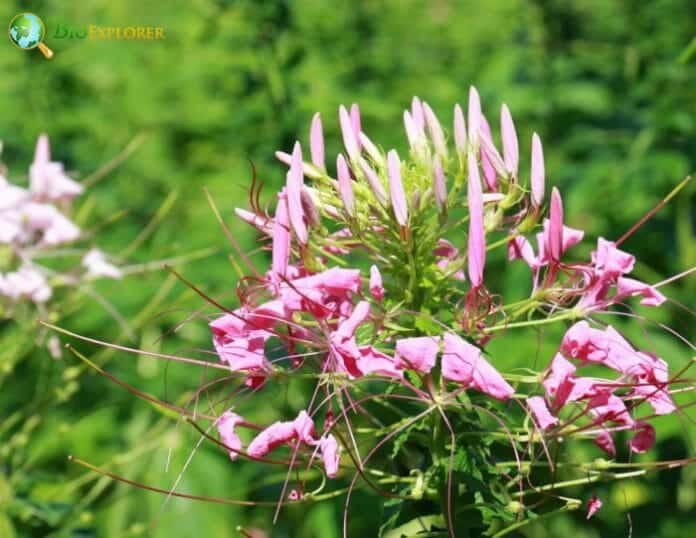 Tares Flowers | Lolium temulentum | Darnel | Cockle | BioExplorer.net