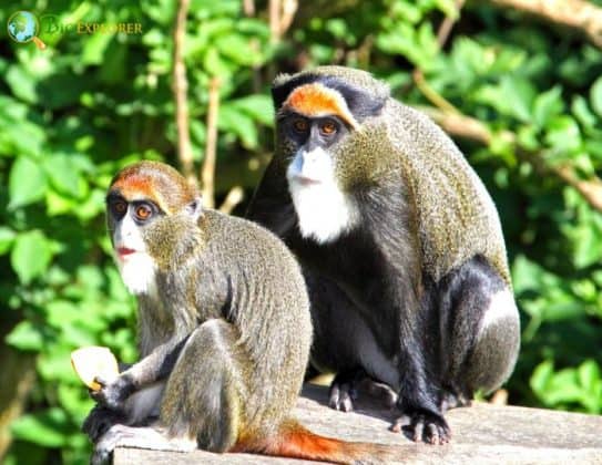 De Brazza's monkey Characteristics | Cercopithecus neglectus Diet & Facts