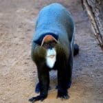 De Brazza's monkey Characteristics | Cercopithecus neglectus Diet & Facts