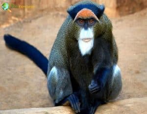 De Brazza's monkey Characteristics | Cercopithecus neglectus Diet & Facts