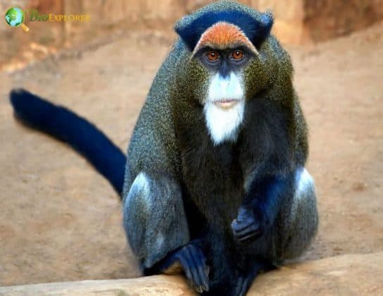 De Brazza's monkey Characteristics | Cercopithecus neglectus Diet & Facts