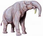Elephant Evolution | From Moeritherium To Modern Day Elephants