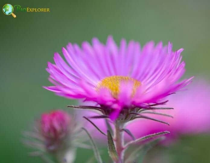 Monte Cassino Flower | Dense-flowered Aster | BioExplorer.net