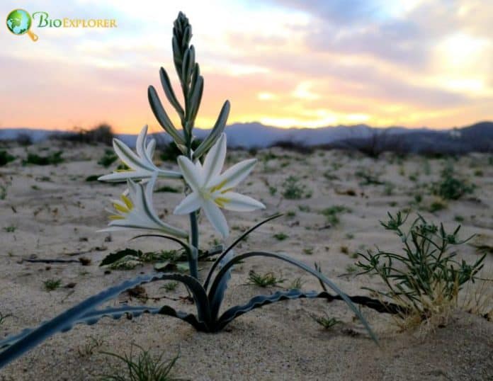 Desert Lily Flower | Hesperocallis Undulata | Desert Flower