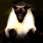 Diana Monkey Characteristics | Cercopithecus diana Diet & Facts