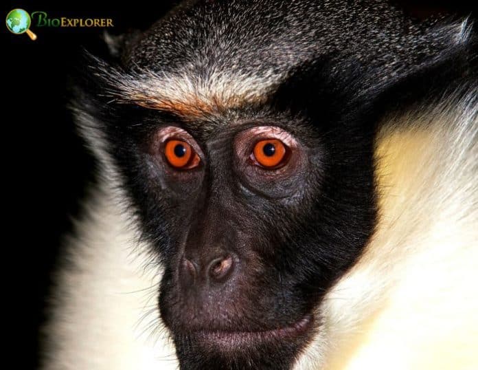 Diana Monkey Characteristics | Cercopithecus diana Diet & Facts