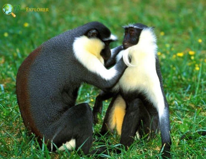 Diana Monkey Characteristics | Cercopithecus diana Diet & Facts