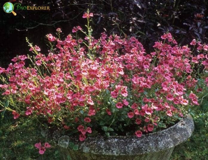 Diascia Flower | Twinspur | South Africa Mountain Flower Pictures