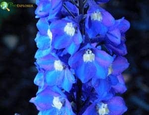 July Birth Flowers | Larkspur and Water Lily | Symbolism and Meaning