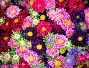 September Birth Flowers | Aster and Morning Glory | Symbolism and Meaning