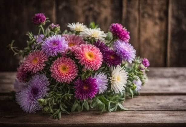 September Birth Flowers | Aster and Morning Glory | Symbolism and Meaning