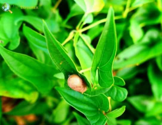 Order Dioscoreales Characteristics | Yam Flowering Plants | BioExplorer