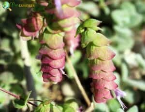 Dittany of Crete Flower | Origanum dictamnus | Dittany Pictures