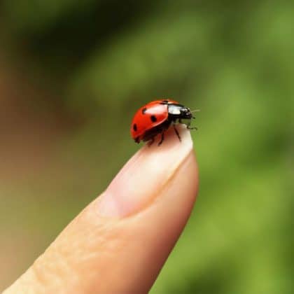 What Do Ladybugs Eat? | Ladybug Diet By Species | BioExplorer