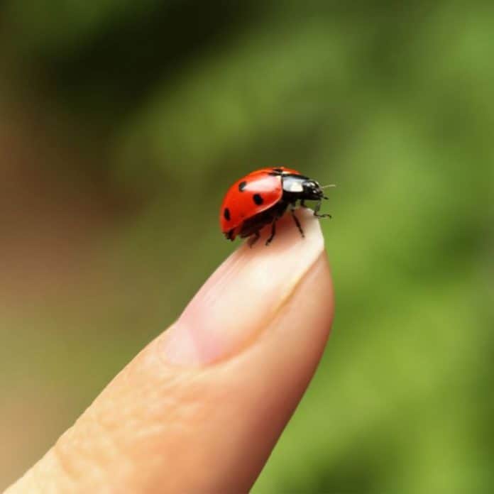What Do Ladybugs Eat? | Ladybug Diet By Species | BioExplorer