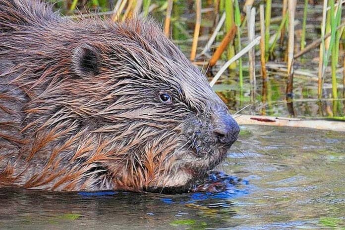What Do Beavers Eat? | Beavers Diet By Types | BioExplorer.net