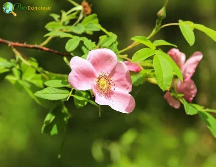 Dog Rose Flower | Rosa canina | Dog Briar | Briar Rose | Dogberry