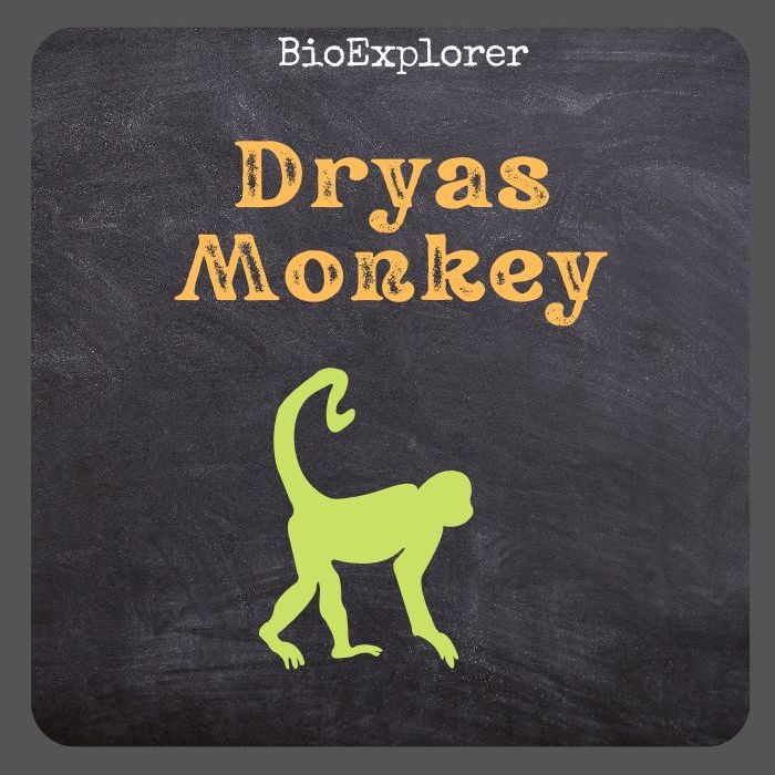 Dryas Monkey Characteristics | Chlorocebus Dryas Facts | BioExplorer