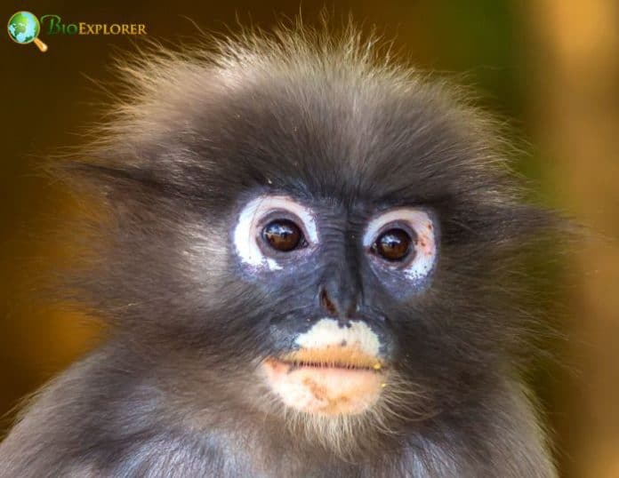 Dusky Langur Characteristics | Trachypithecus obscurus Diet & Facts