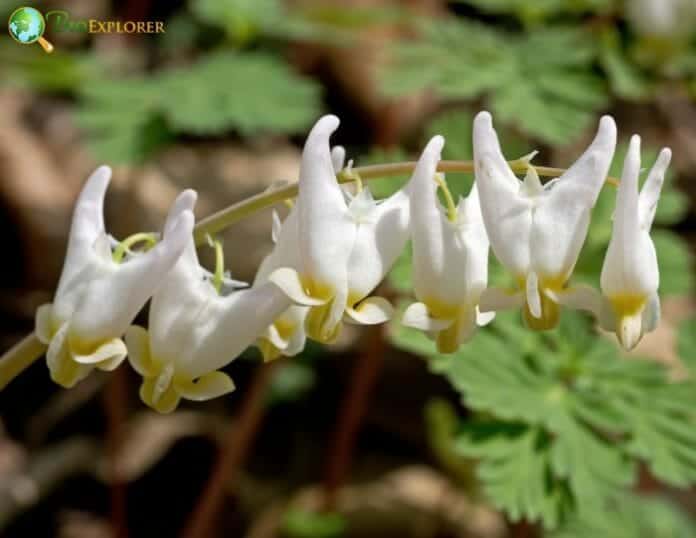 Dutchman's Breeches Flower | Dicentra cucullaria | Bleeding Heart