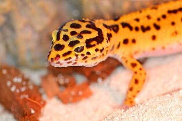 Leopard Gecko | Lifespan, Diet, Reproduction & Ecological Importance